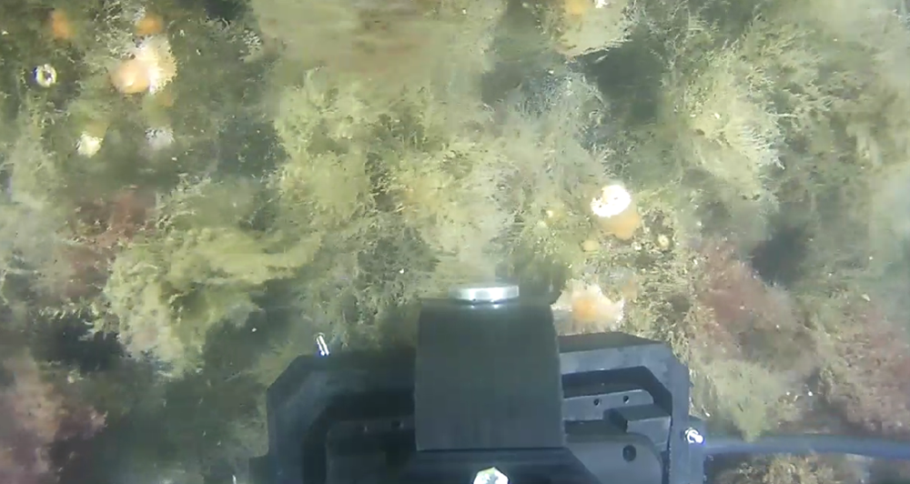 Jetty Pile Inspection | Jetty & Breakwater Inspection Services